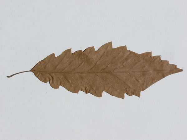 texture 0086 - Texturelib